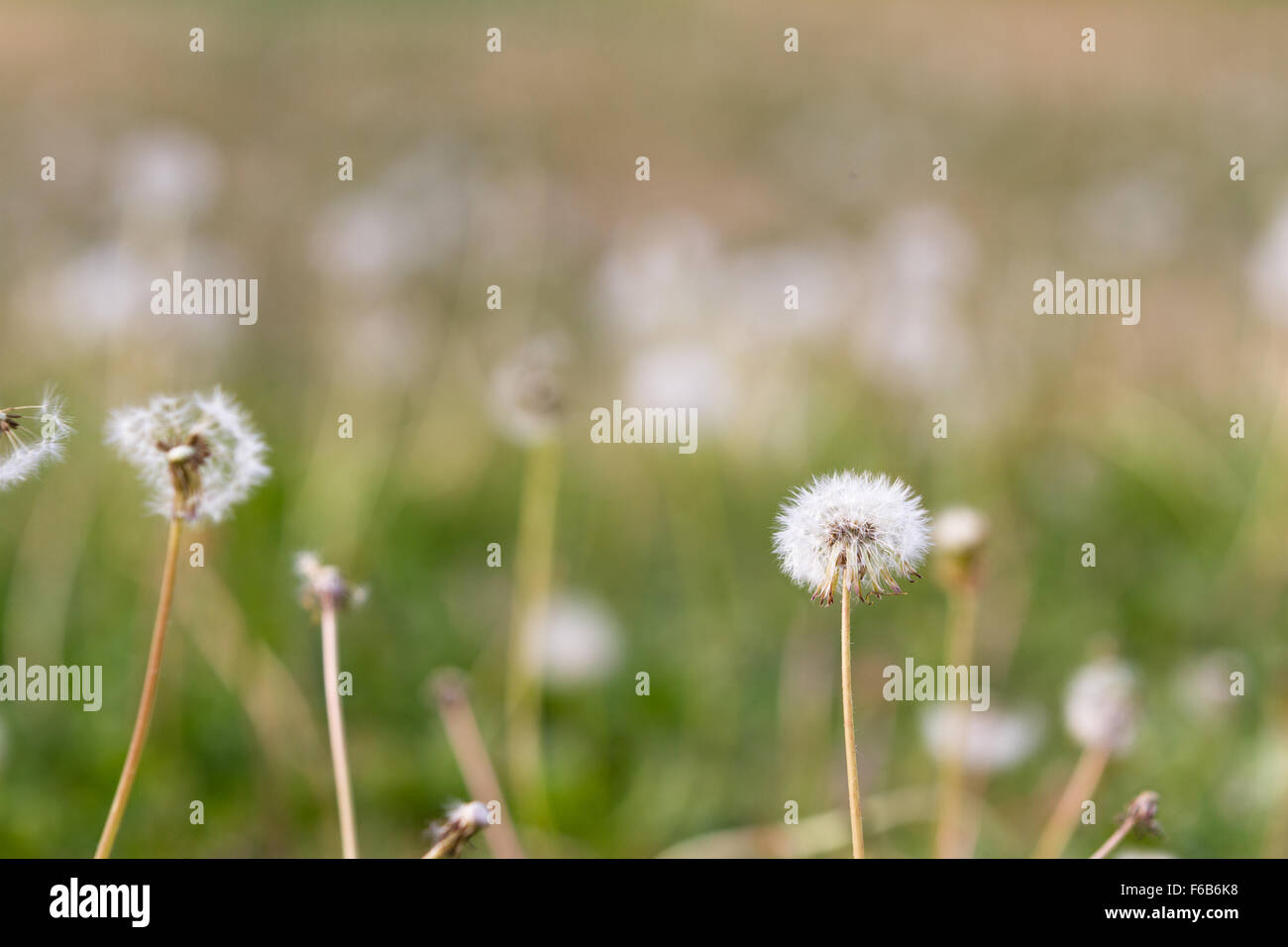weed problem, multiple white puffs overtaking the green grass in a yard ...