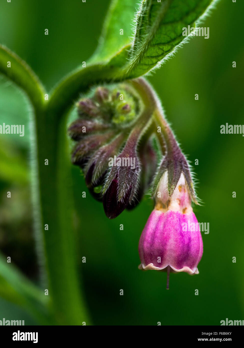 Macro. Flower pendant like a jewel, fecund buds swelling behind. Stem ...