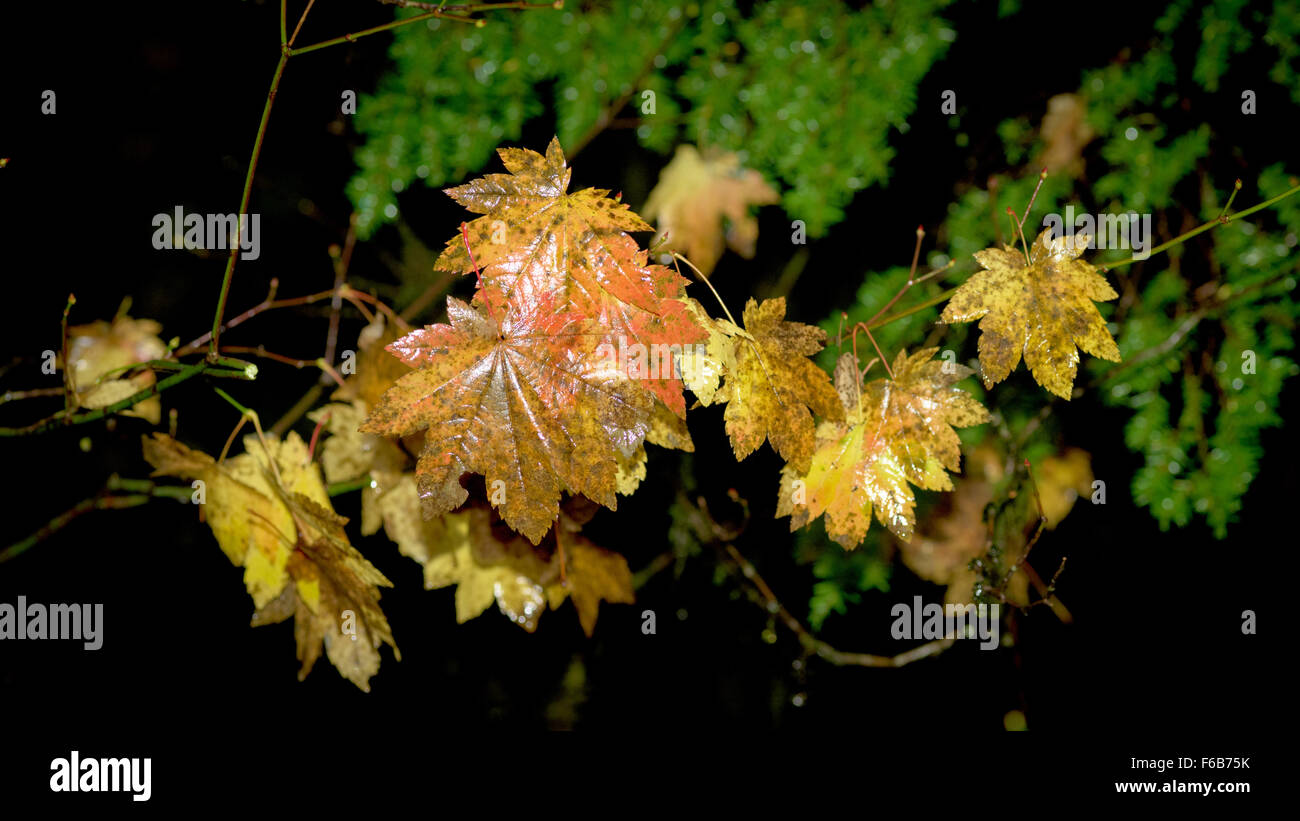Wet autumn hi-res stock photography and images - Alamy