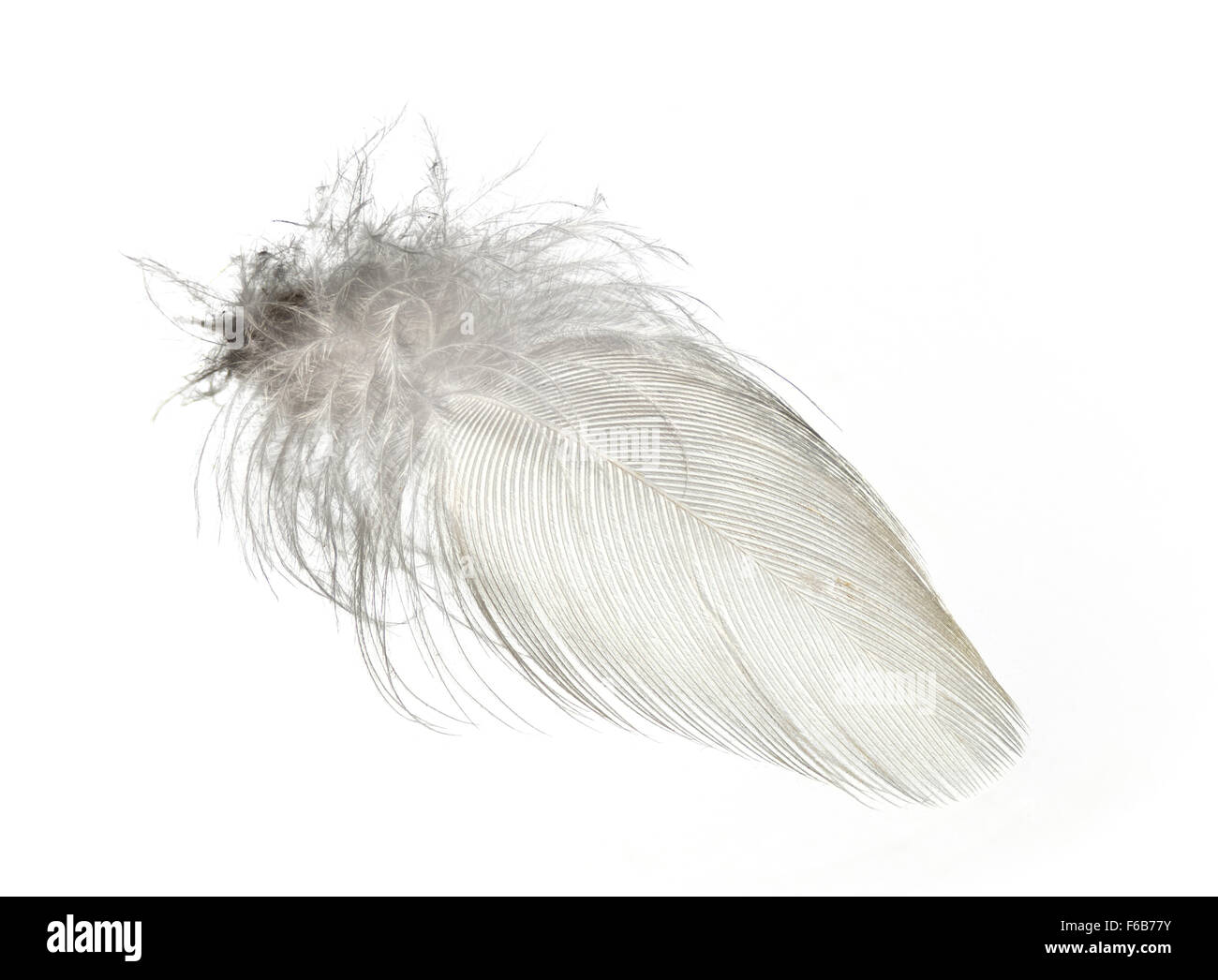 Macro feather Shot Stock Photo - Alamy Macro feather Shot Stock Photo - Alamy