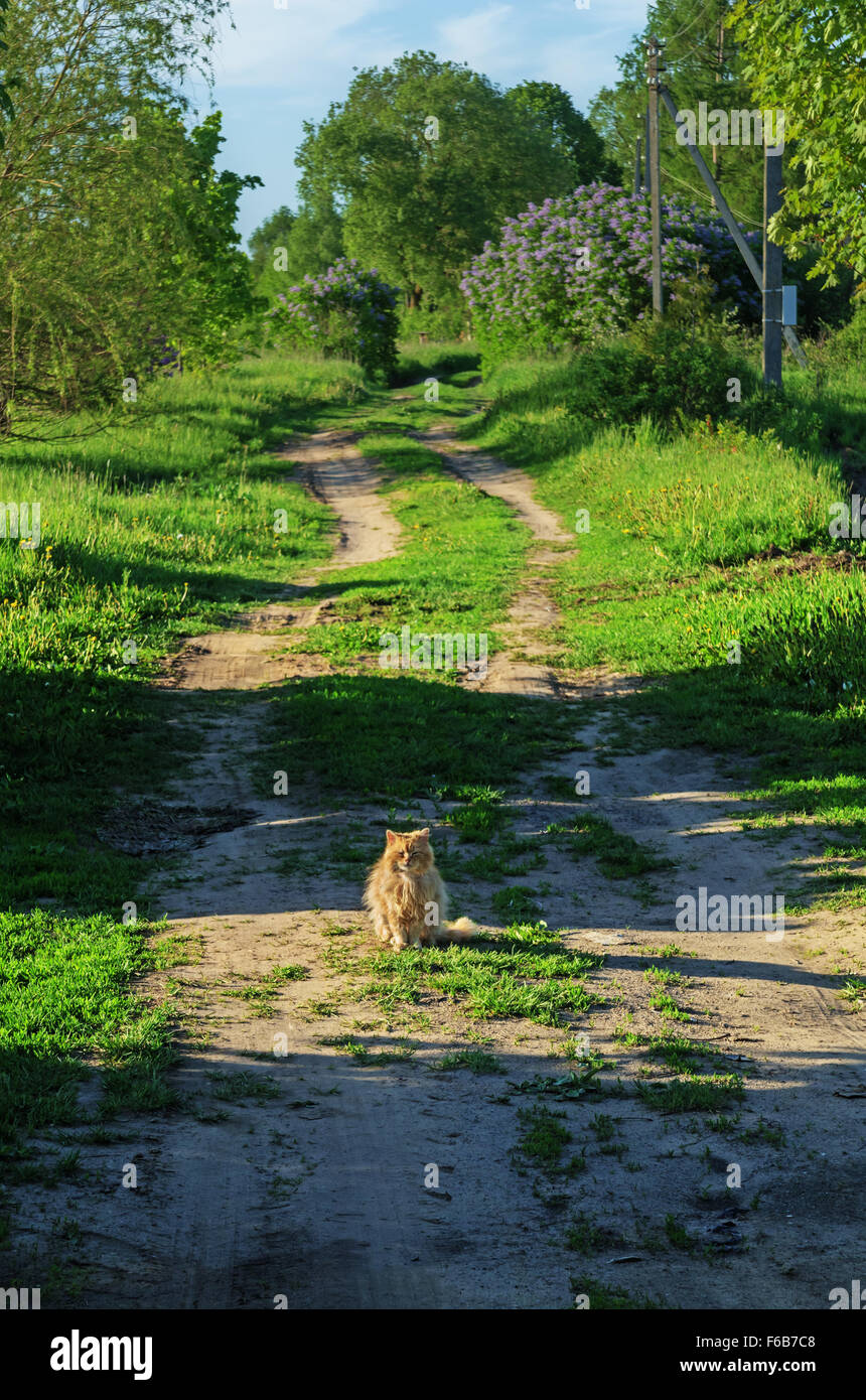 Sandy rural road with cat Stock Photo - Alamy