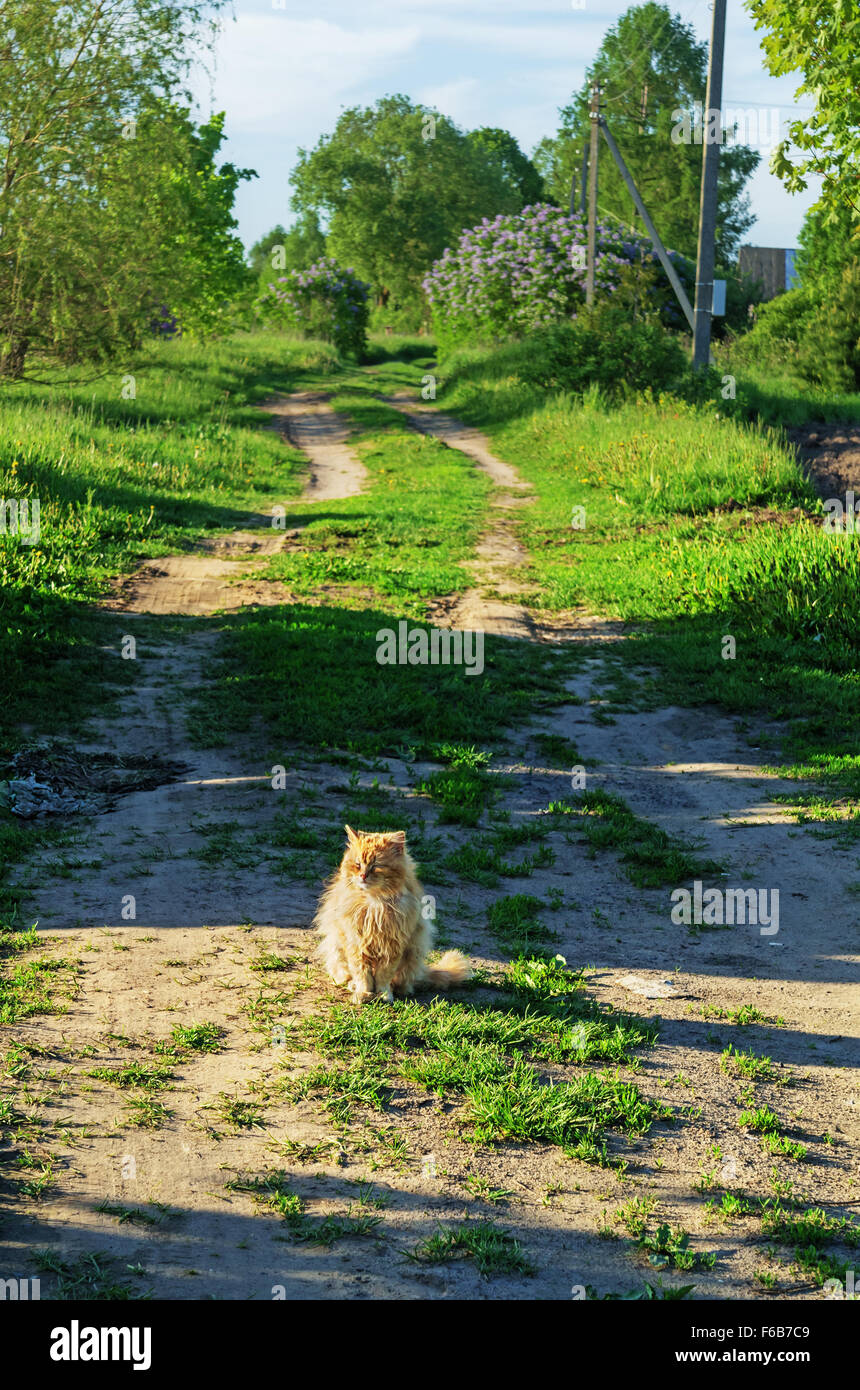 Sandy rural road with cat Stock Photo - Alamy