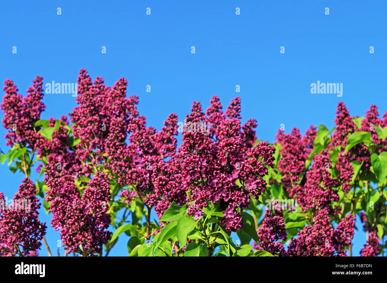 Lilac blue flowers fade as they hi-res stock photography and images - Alamy