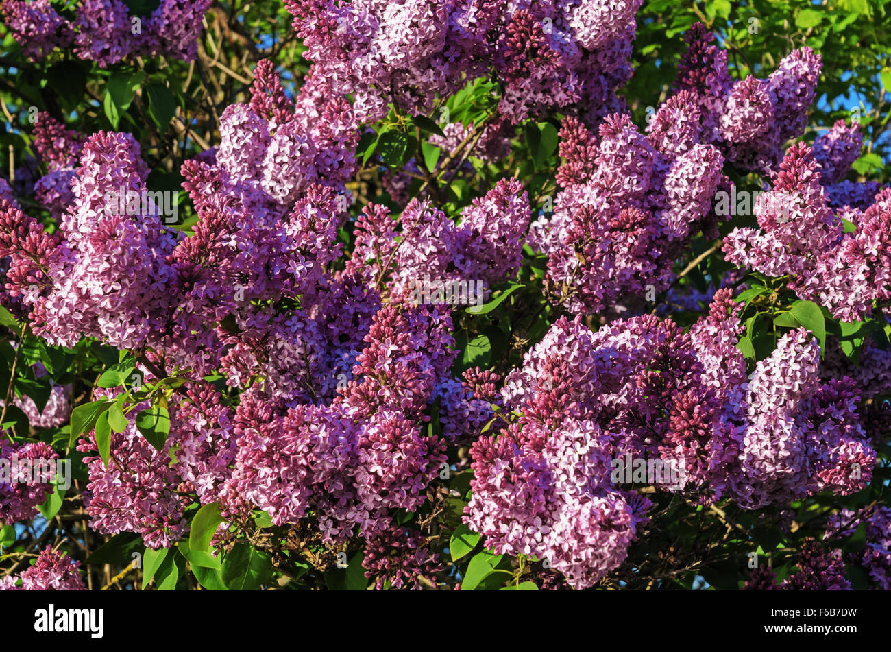 Lilac blue flowers fade as they hi-res stock photography and images - Alamy
