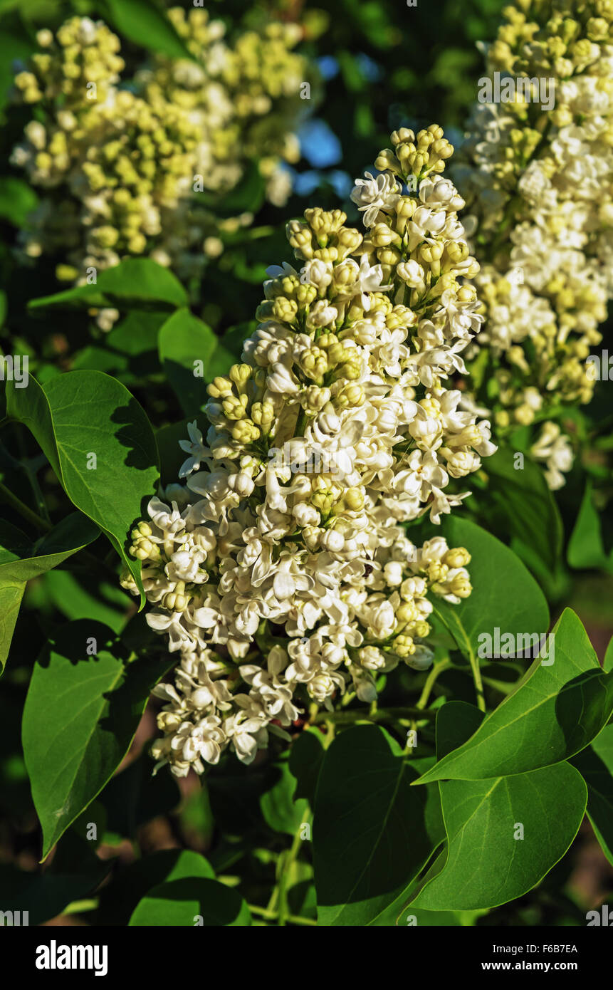 Lilac blue flowers fade as they hi-res stock photography and images - Alamy