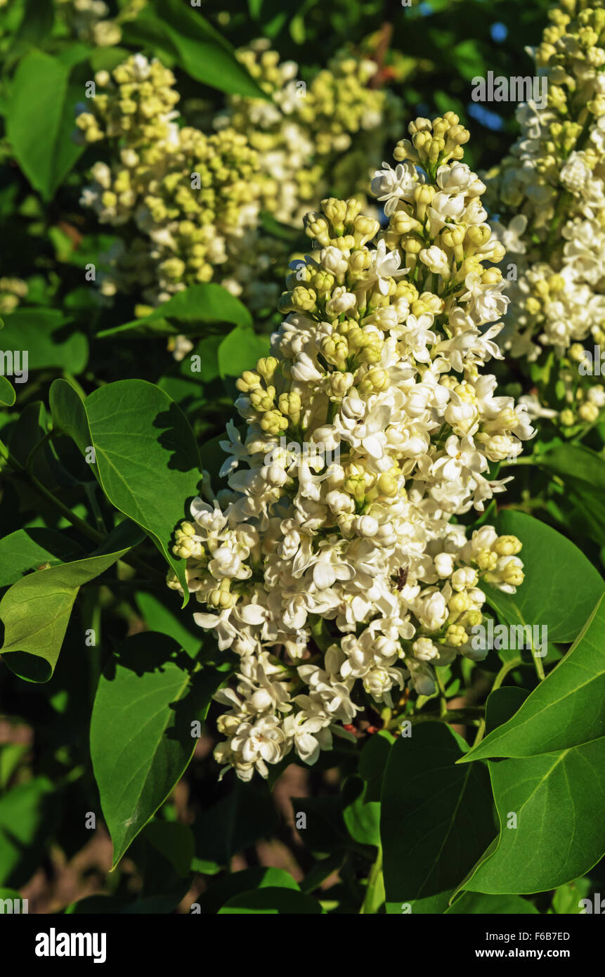 Lilac blue flowers fade as they hi-res stock photography and images - Alamy