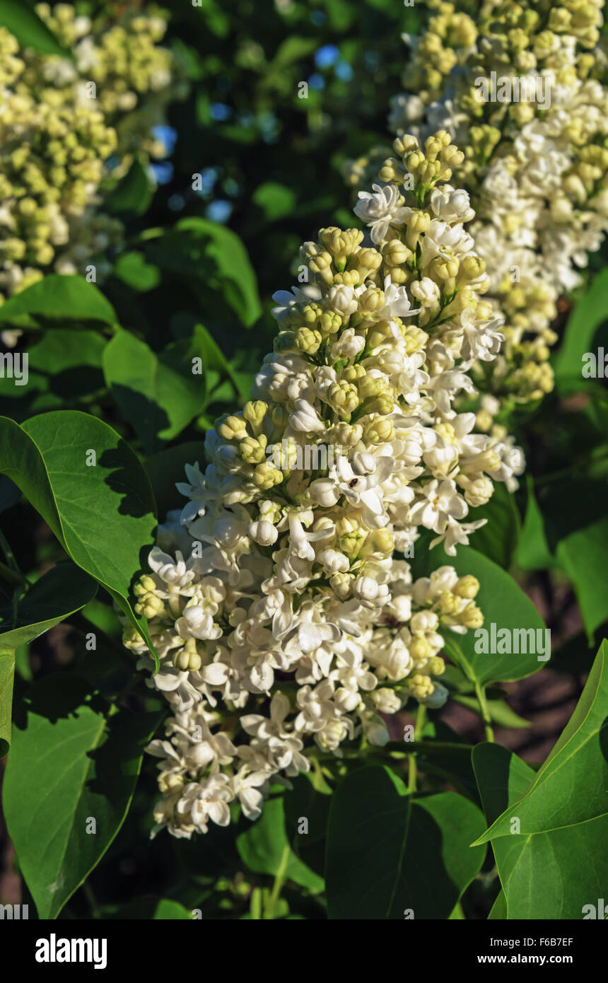 Lilac blue flowers fade as they hi-res stock photography and images - Alamy