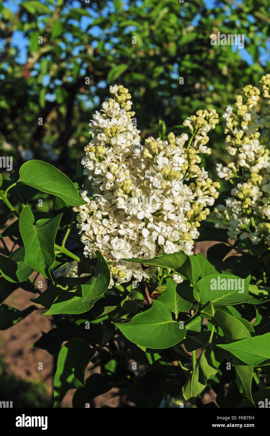 Lilac blue flowers fade as they hi-res stock photography and images - Alamy