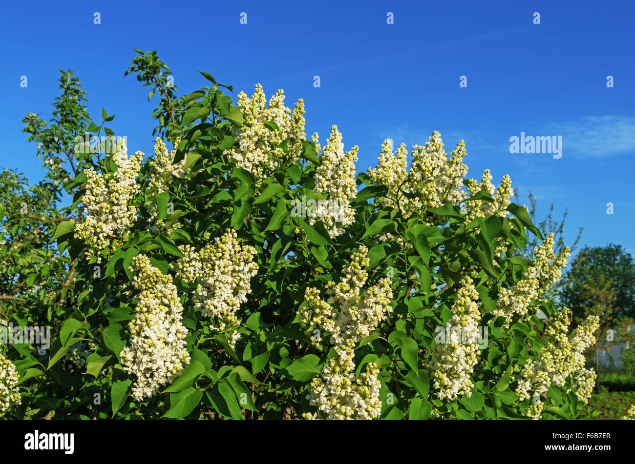 Spring - lilac flowers Stock Photo - Alamy
