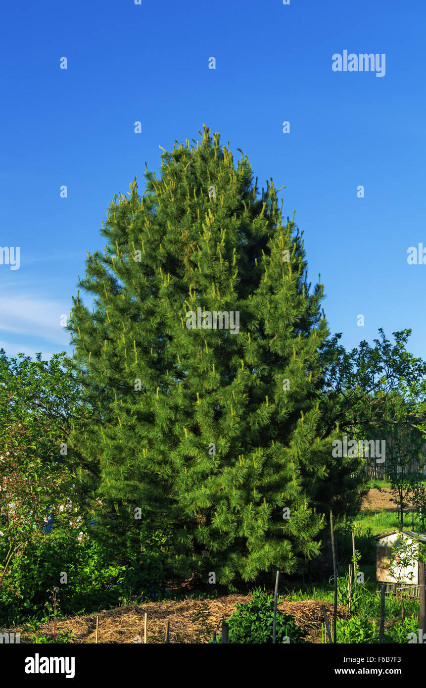 Spring. Young cedar in a village garden Stock Photo - Alamy