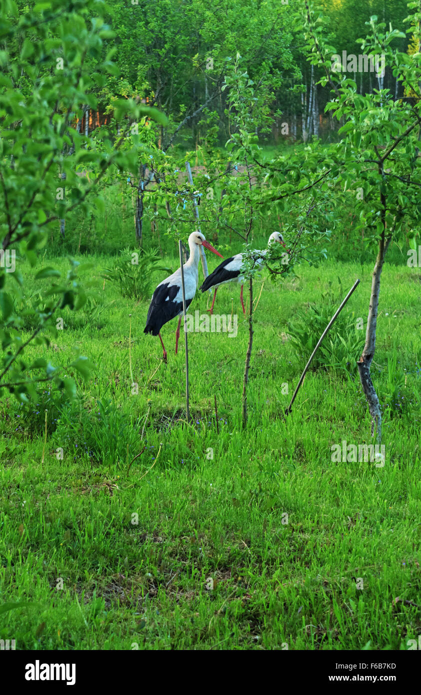 Bunch of storks hi-res stock photography and images - Alamy