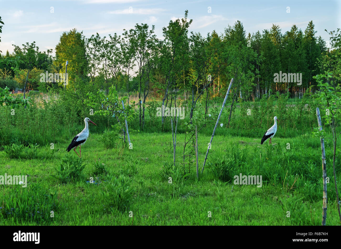 Bunch of storks hi-res stock photography and images - Alamy