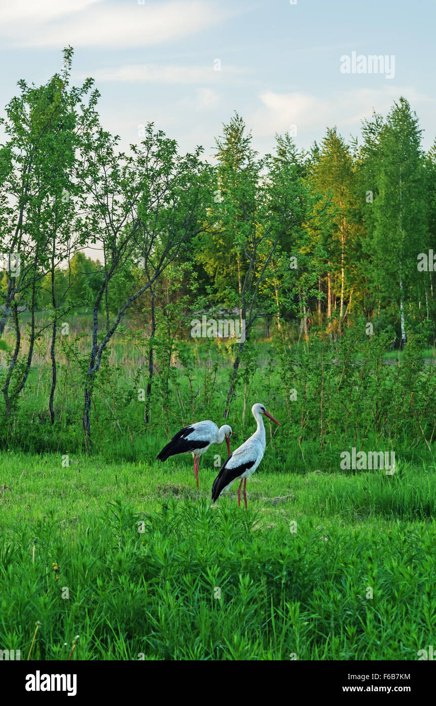 Spring garden with storks Stock Photo - Alamy