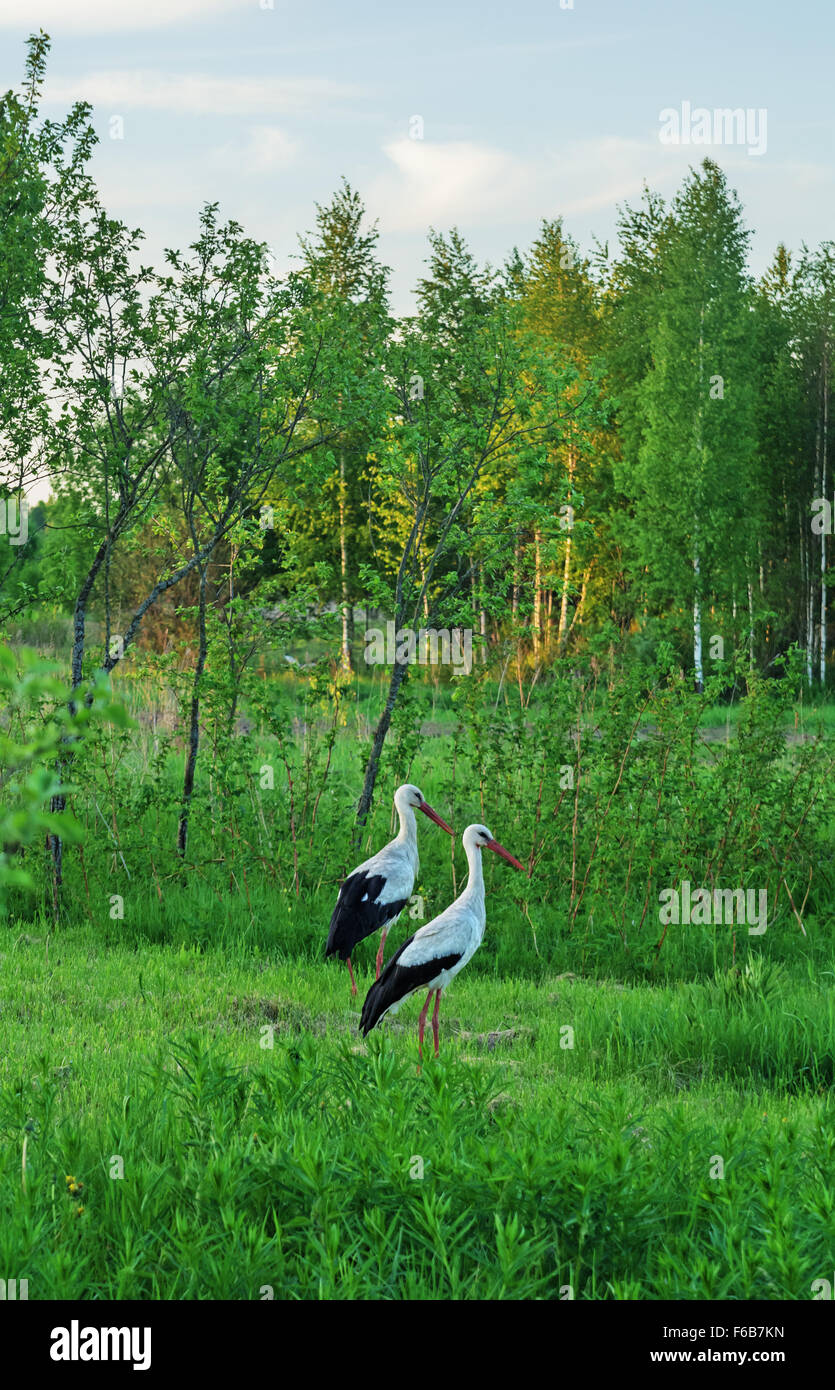 Bunch of storks hi-res stock photography and images - Alamy