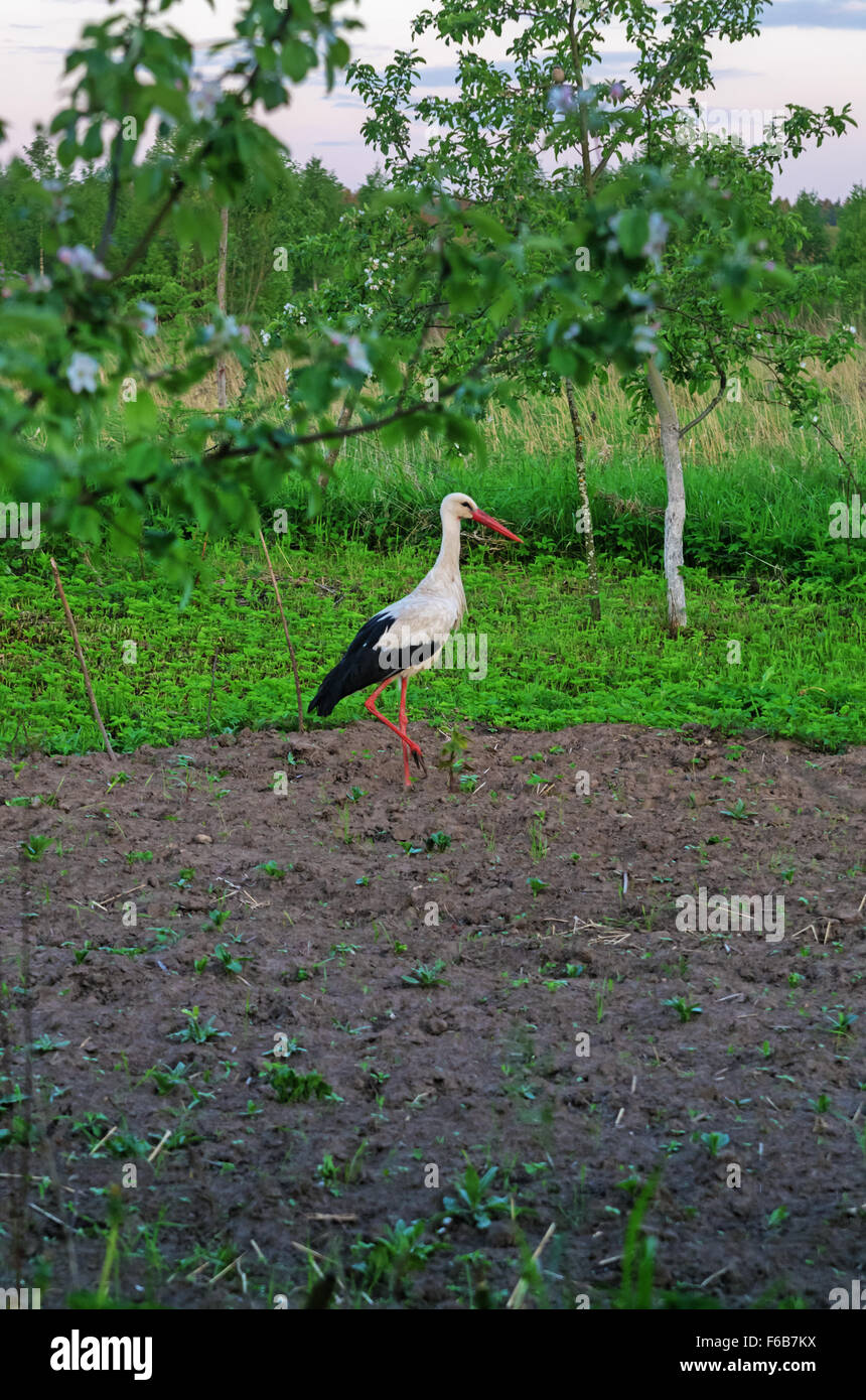 Spring garden with stork Stock Photo - Alamy