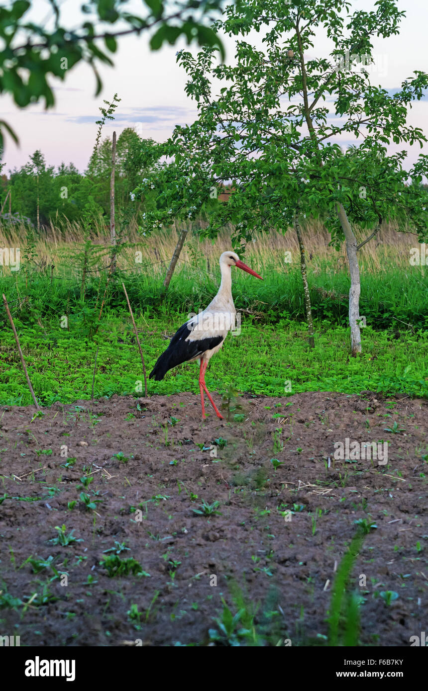 Spring garden with stork Stock Photo - Alamy
