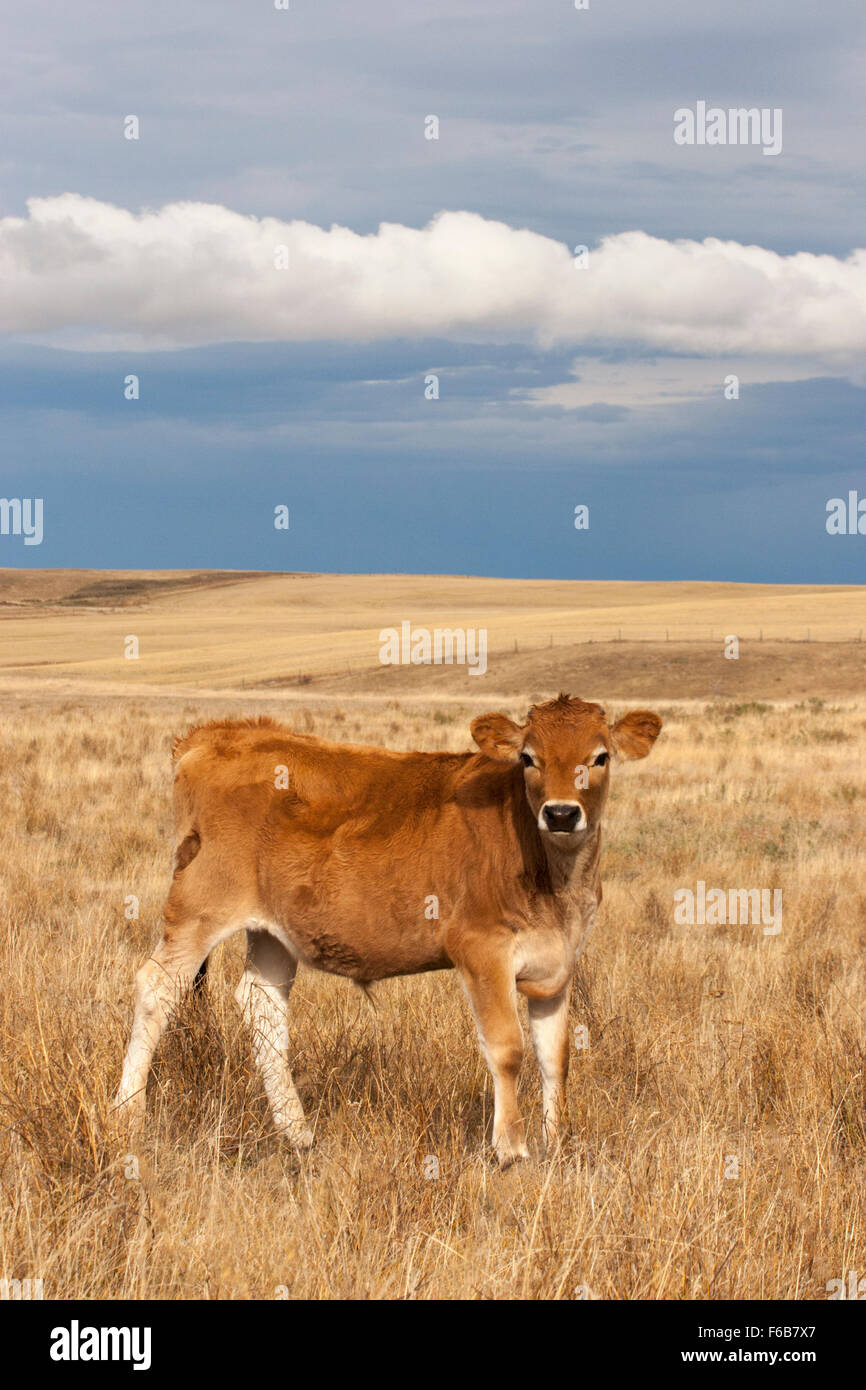 Jersey calf in a Saskatchewan farm pasture on the Canadian prairie (Bos ...