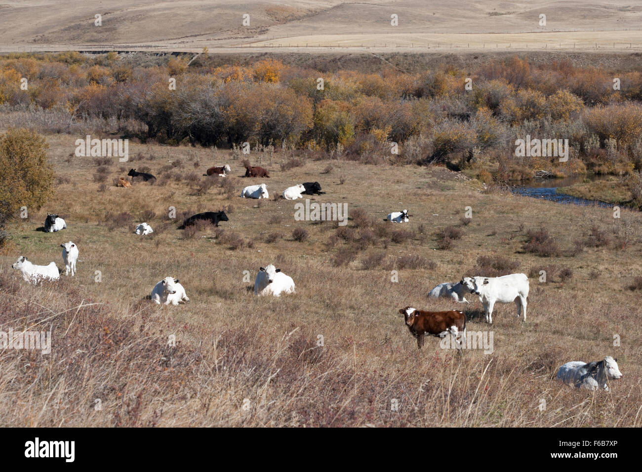Cattle herd pastured in prairie stream valley in a temperate grassland ...