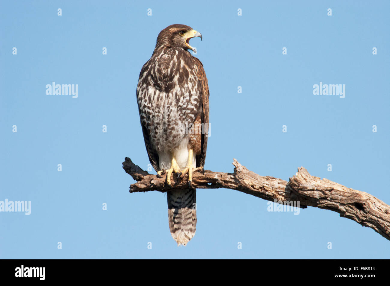 Juvenile Harris's Hawk (Parabuteo unicinctus) perched on tree branch ...