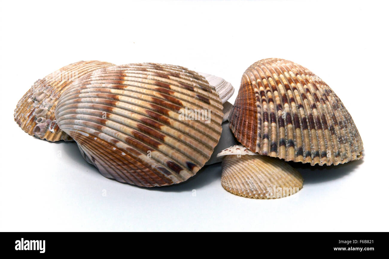 Various seashells Cut Out Stock Images & Pictures - Alamy