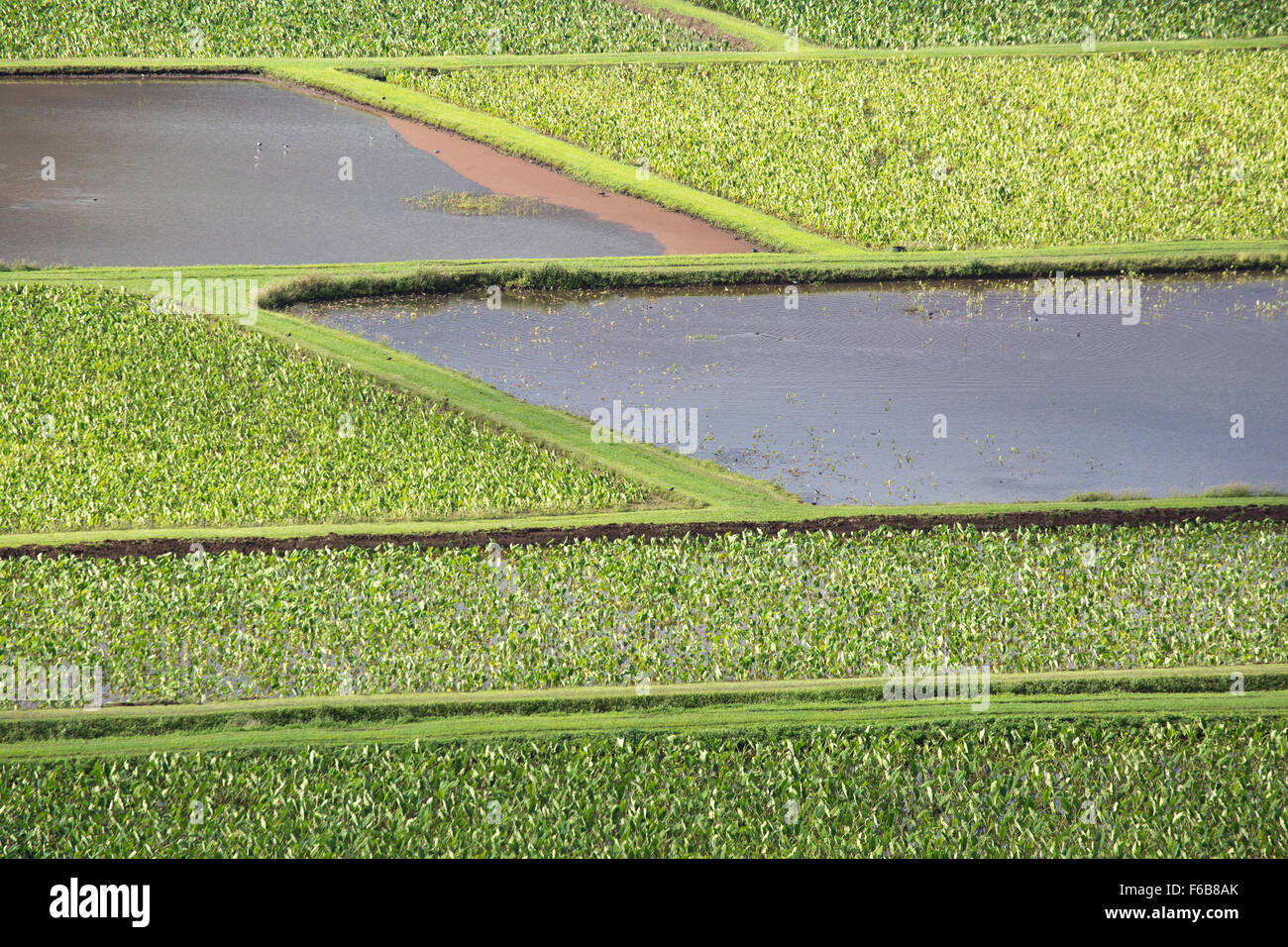 Taro crops growing in Kauai Stock Photo - Alamy