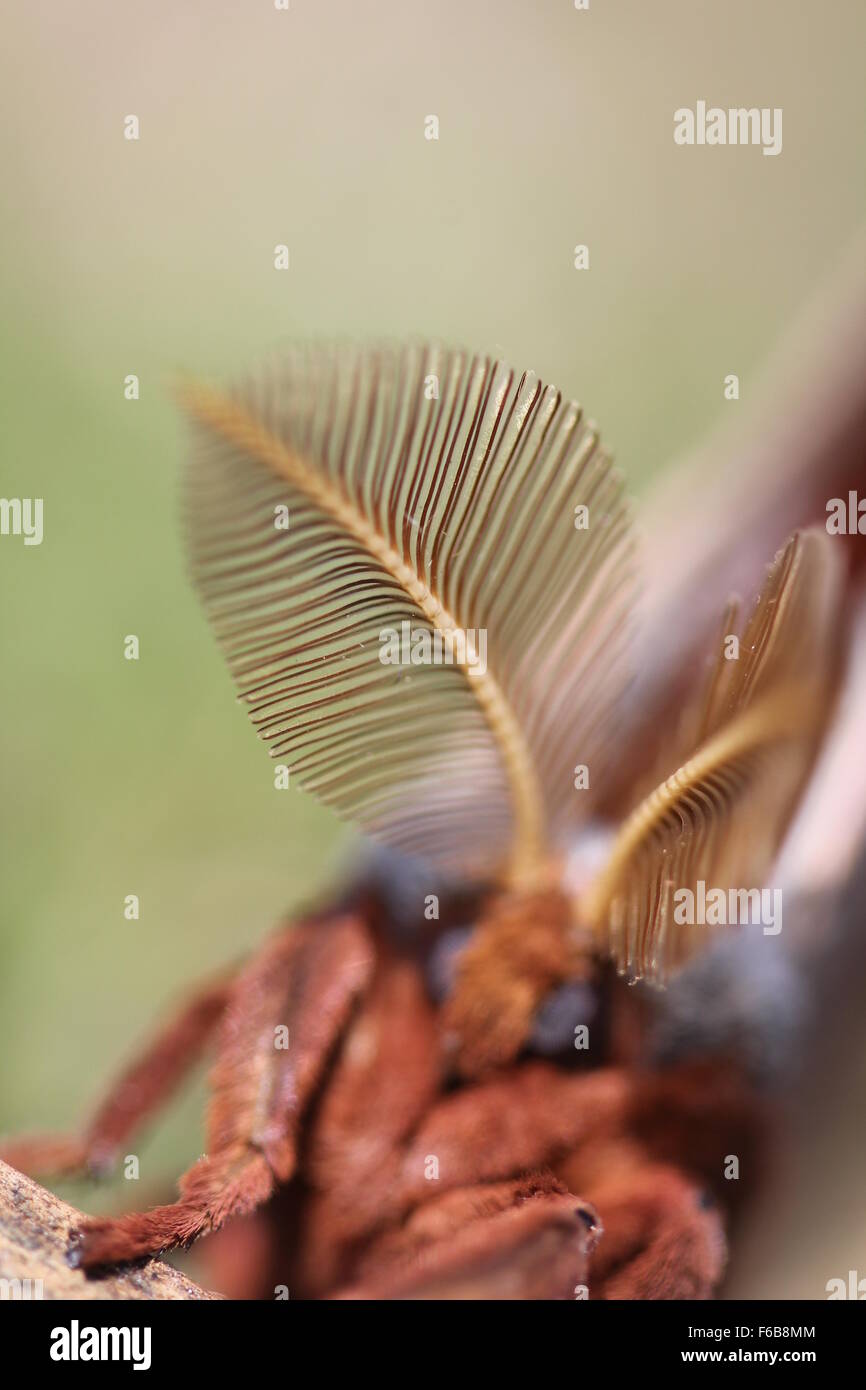 The antennae of giant silk moth, Antheraea polyphemus Stock Photo - Alamy