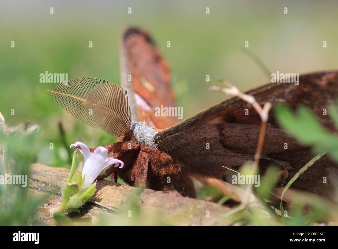 A giant silk moth, Antheraea polyphemus, resting in the grass with a ...