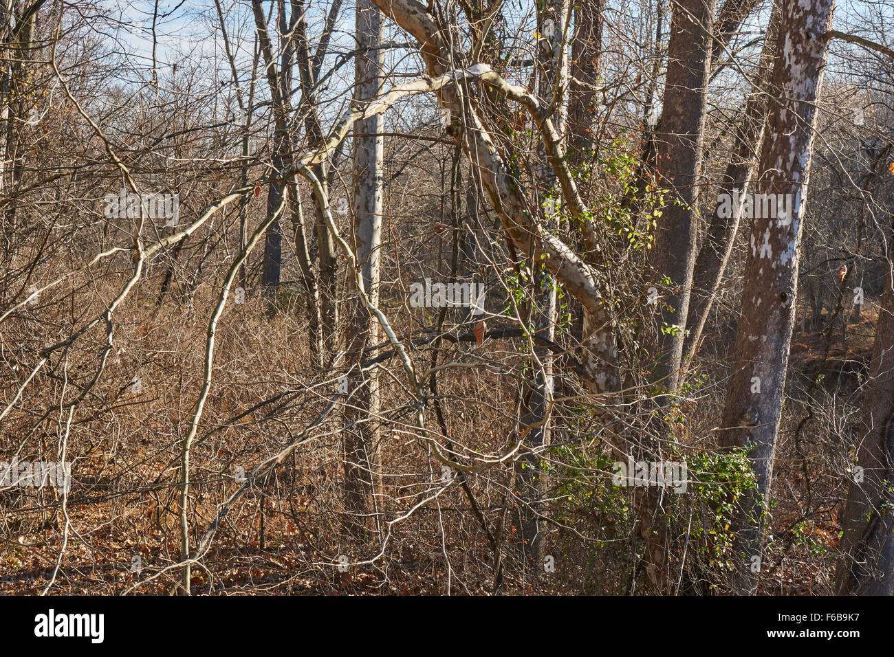 Forest stick hi-res stock photography and images - Alamy