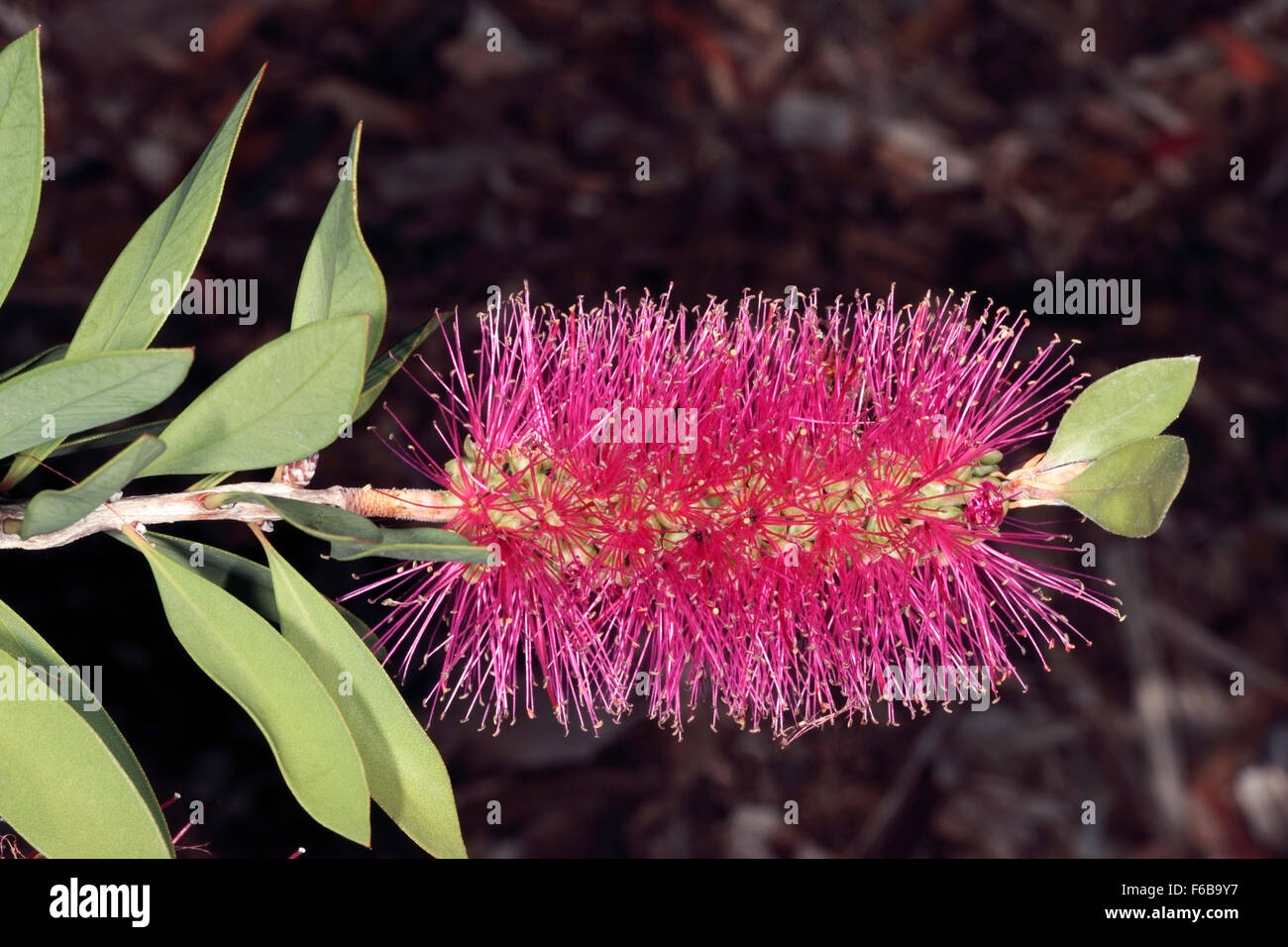 Close-up of flower spike of Bottlebrush- Callistemon "Lavender Showers ...