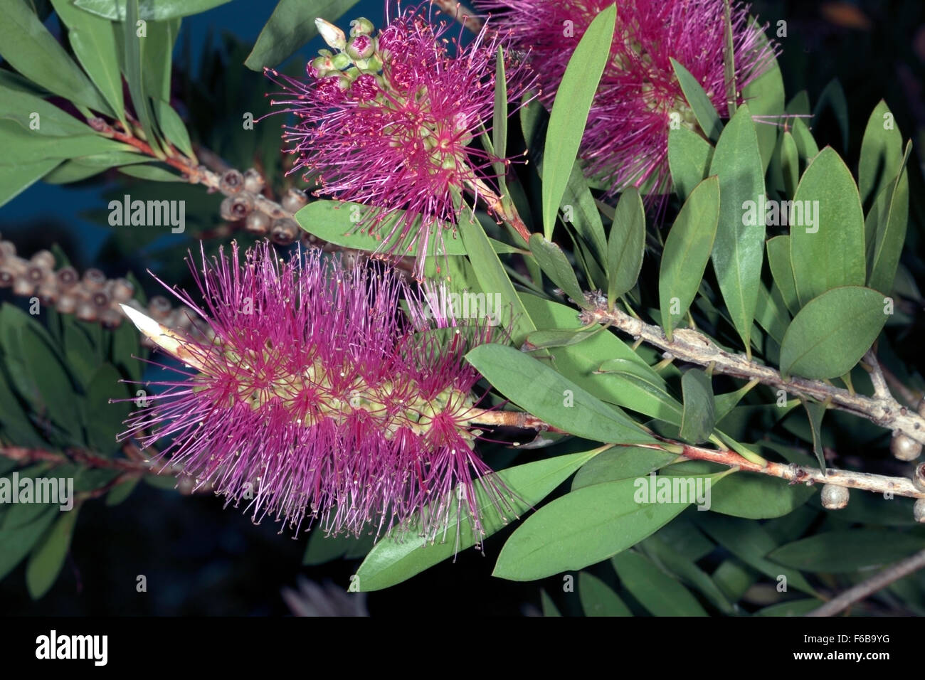 Close-up of flower spike of Bottlebrush- Callistemon "Lavender Showers ...