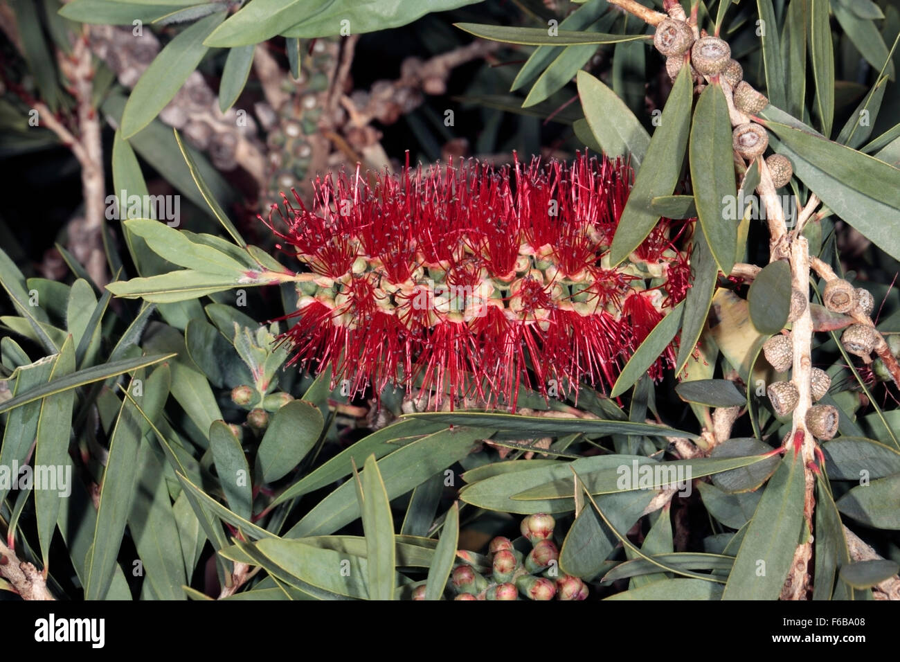Close-up of flower spike of Bottlebrush- Callistemon "Little Silver ...