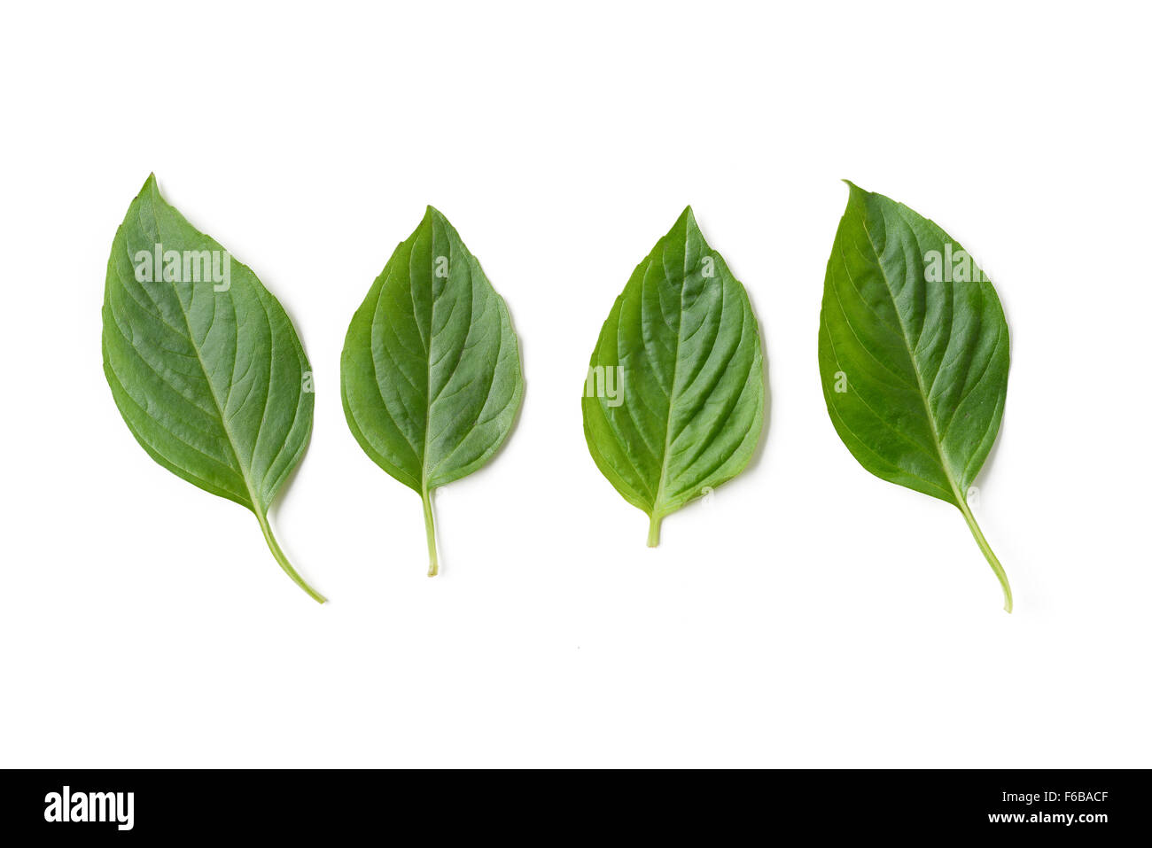 basil leaf isolated on white Stock Photo - Alamy