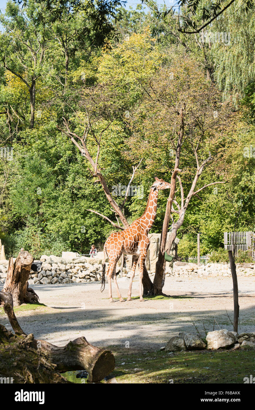 Giraffe under tree hi-res stock photography and images - Alamy