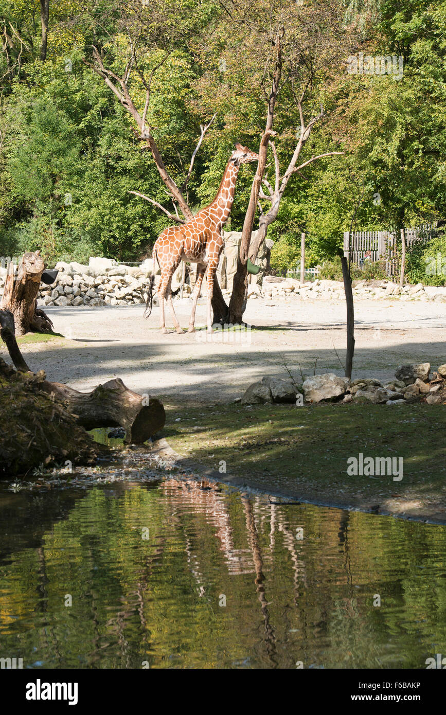 Berlin zoo giraffe hi-res stock photography and images - Alamy