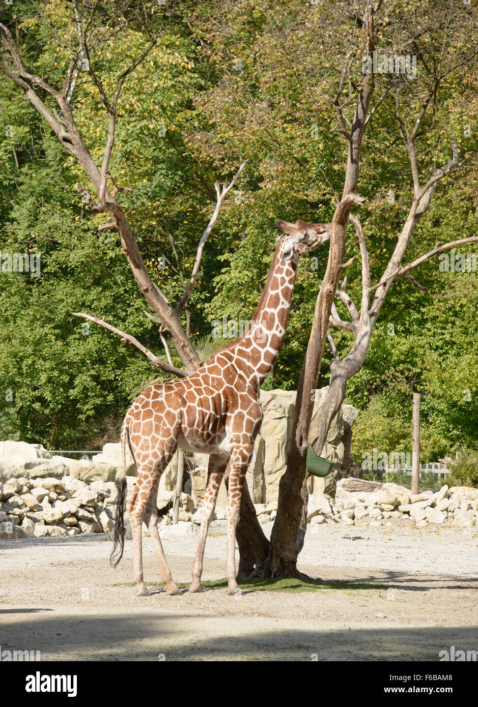 Berlin zoo giraffe hi-res stock photography and images - Alamy