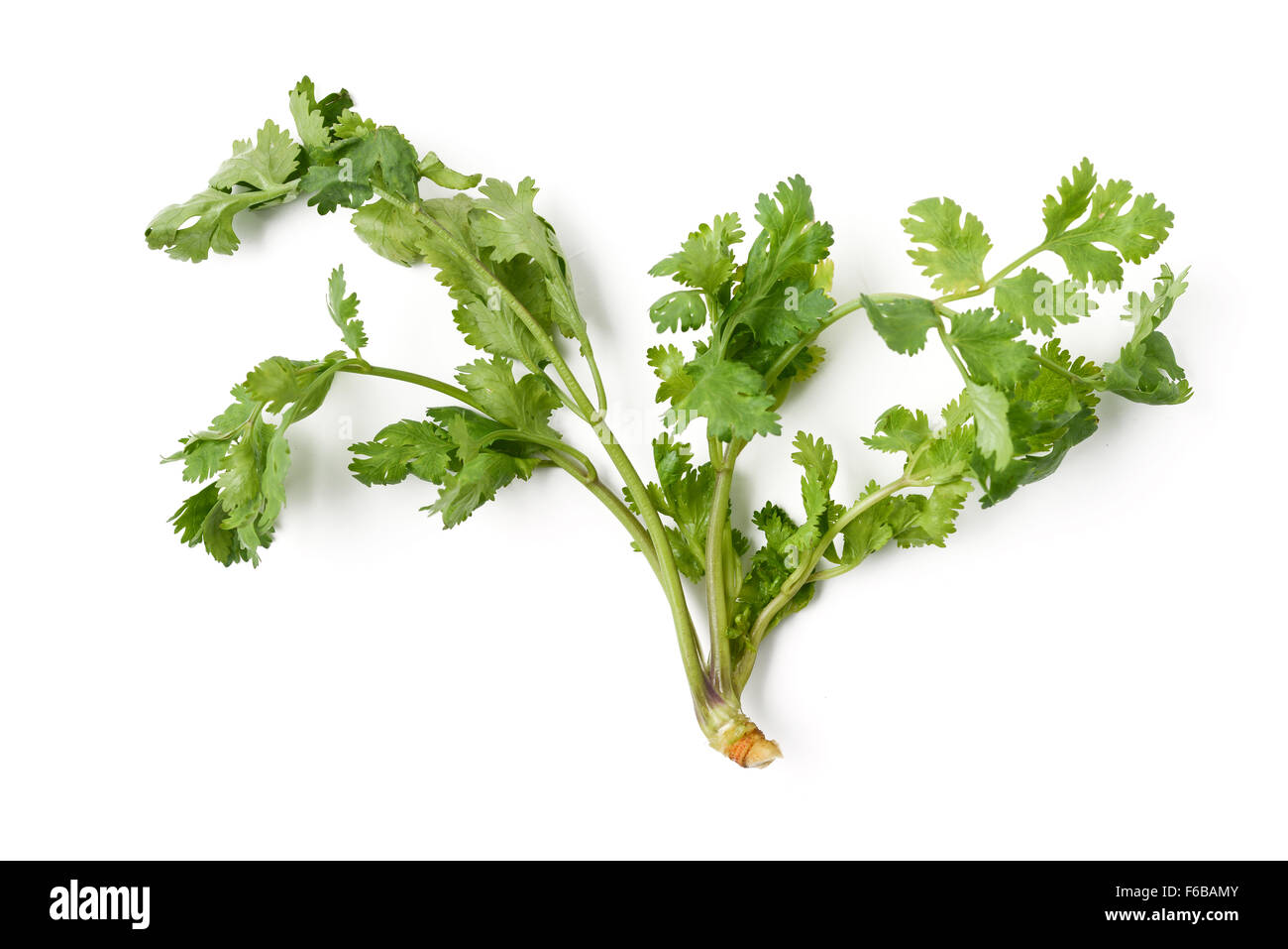 parsley on white background Stock Photo - Alamy