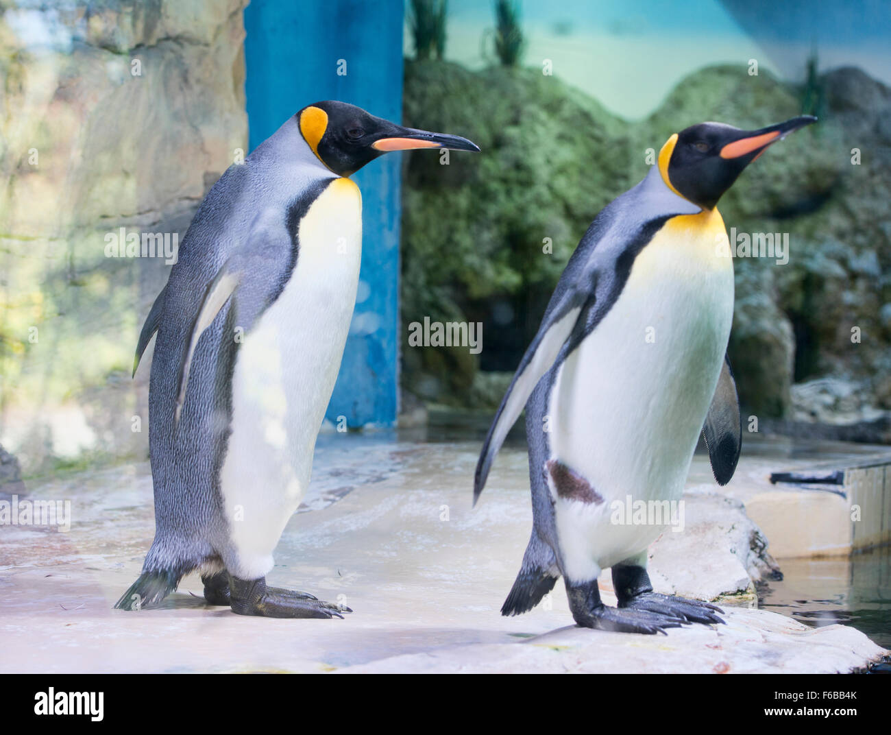 Aptenodytes forsteri hi-res stock photography and images - Alamy