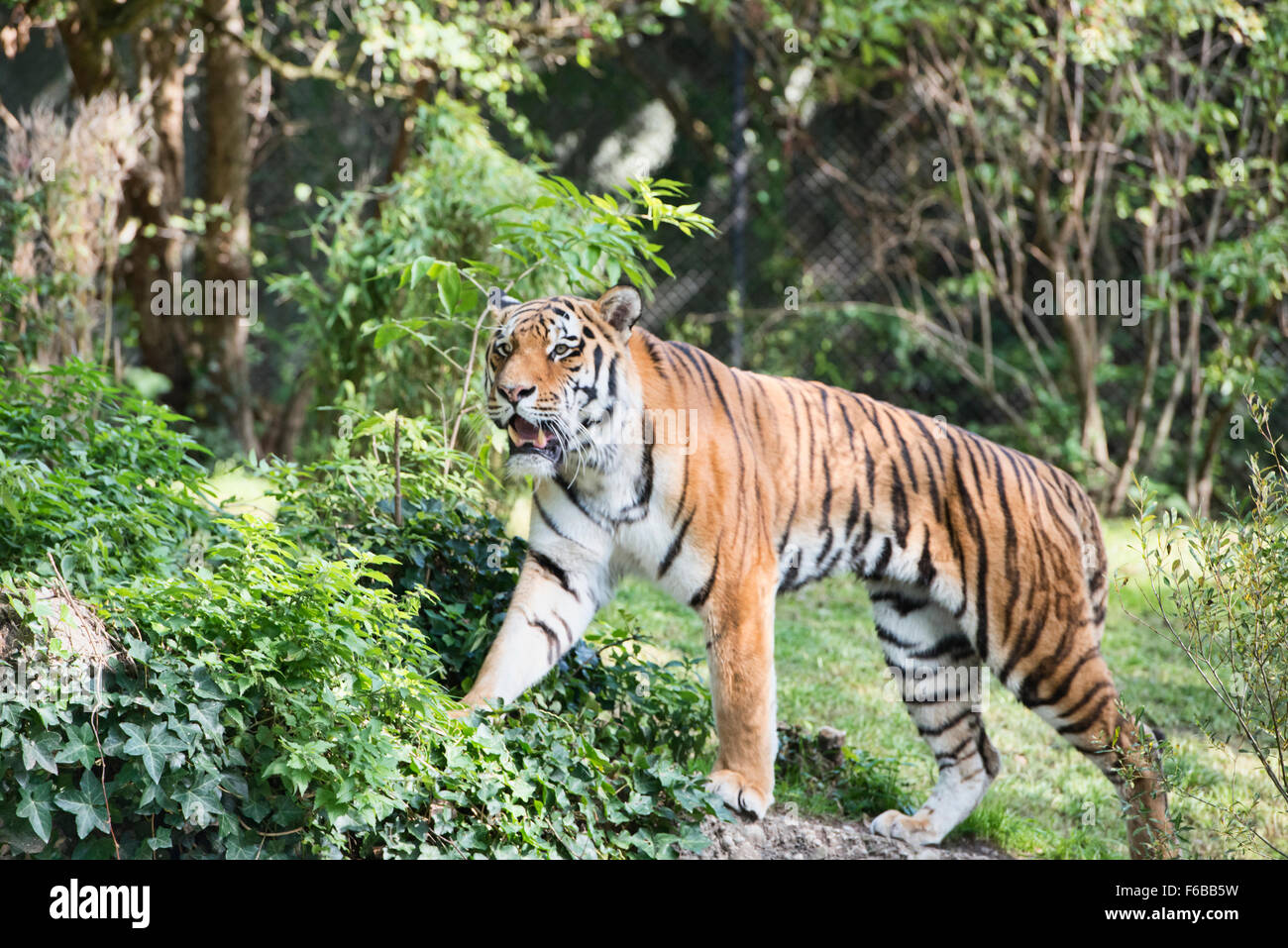 Bengal tiger hi-res stock photography and images - Alamy