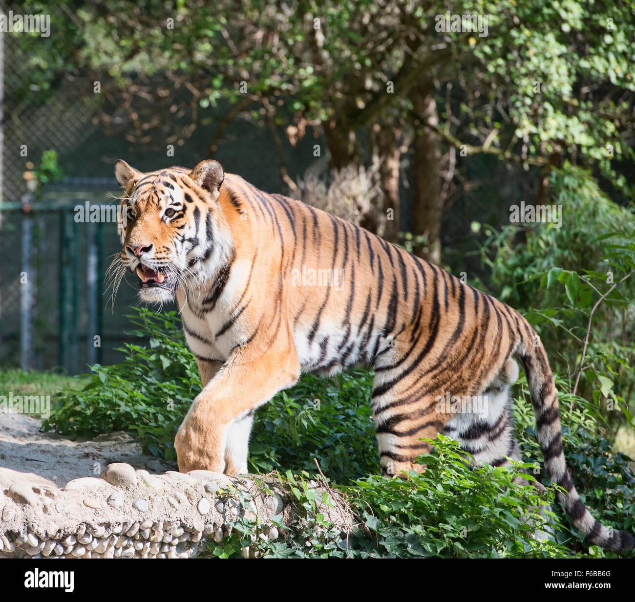 Tiger Cat Animal High Resolution Stock Photography and Images - Alamy