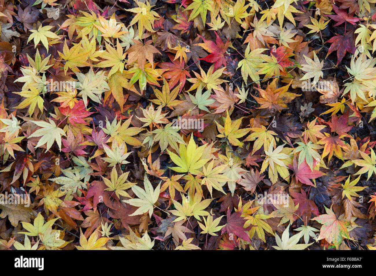 Acer leaves. Japanese Maple leaves changing colour in autumn. Fallen ...