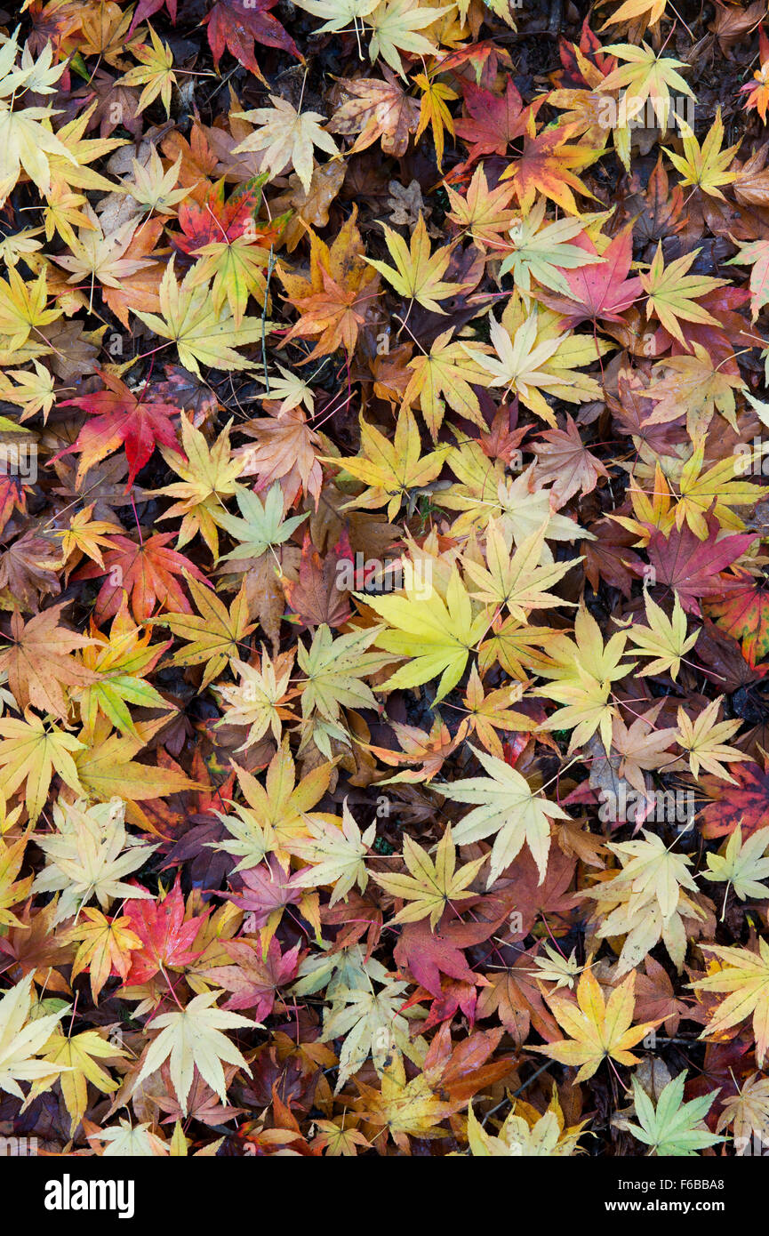 Acer leaves. Japanese Maple leaves changing colour in autumn. Fallen ...