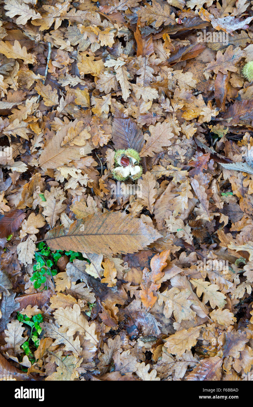 Chestnut oak tree hi-res stock photography and images - Alamy
