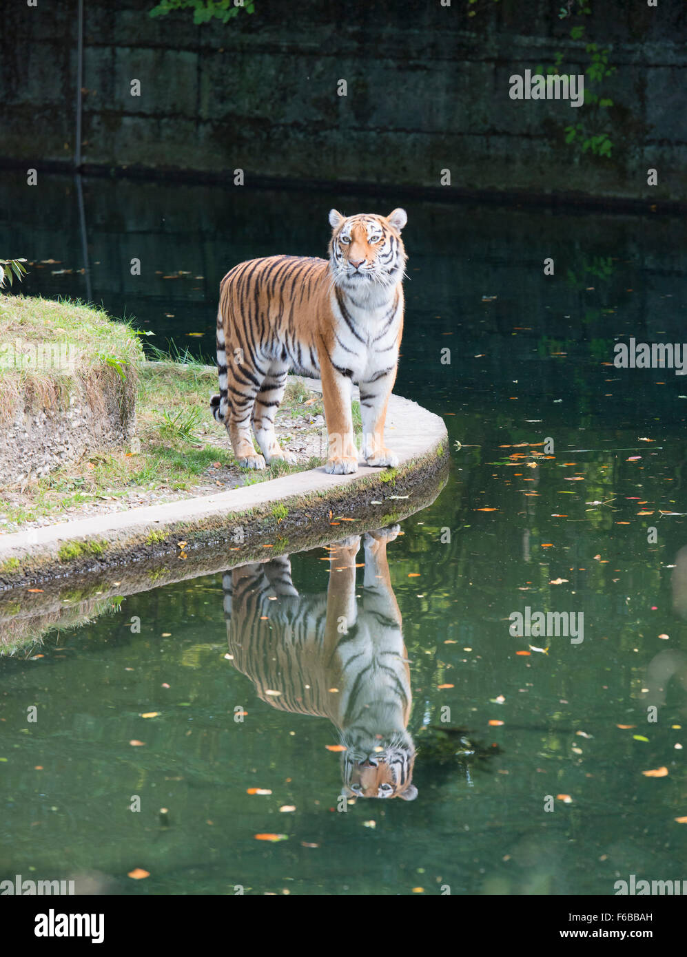 Tiger cat reflection hi-res stock photography and images - Alamy
