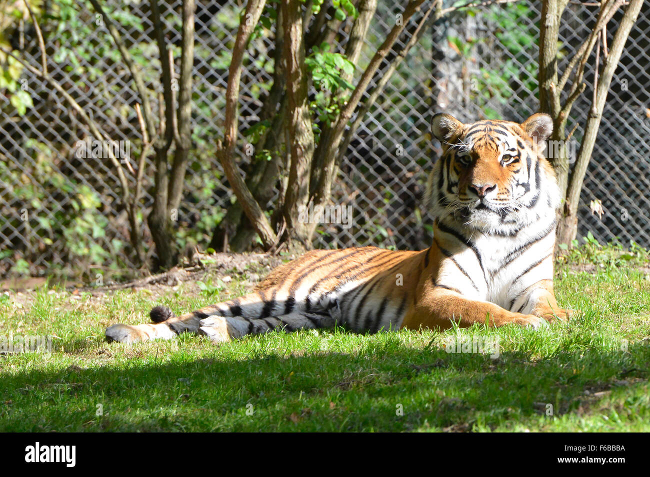 Bengal tiger (Panthera tigris Stock Photo - Alamy