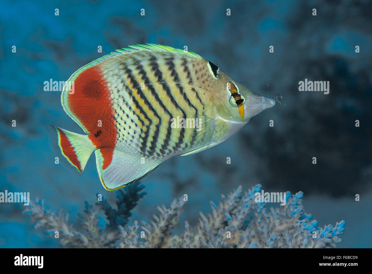 Red Sea Eritrean Butterflyfish (Chaetodon paucifasciatus ...