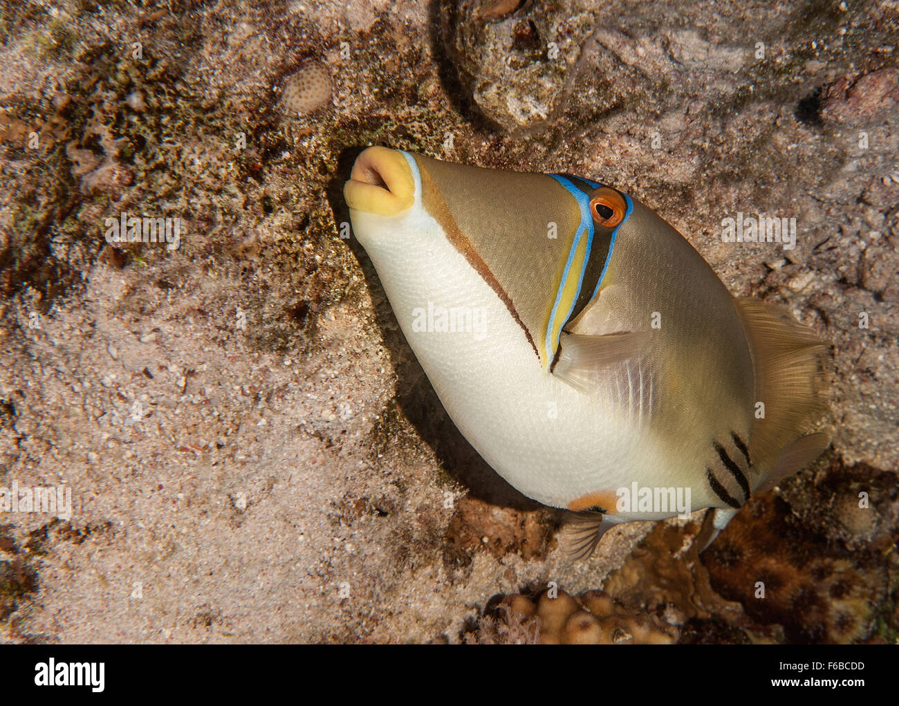 Arabian Picasso triggerfish, Rhinecanthus assasi, Balistidae, Sharm el ...