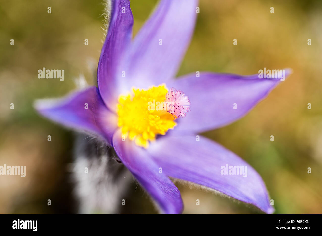 A rare Finnish flower, Kalvola, Hämeenlinna, Finland, Europe, EU Stock ...
