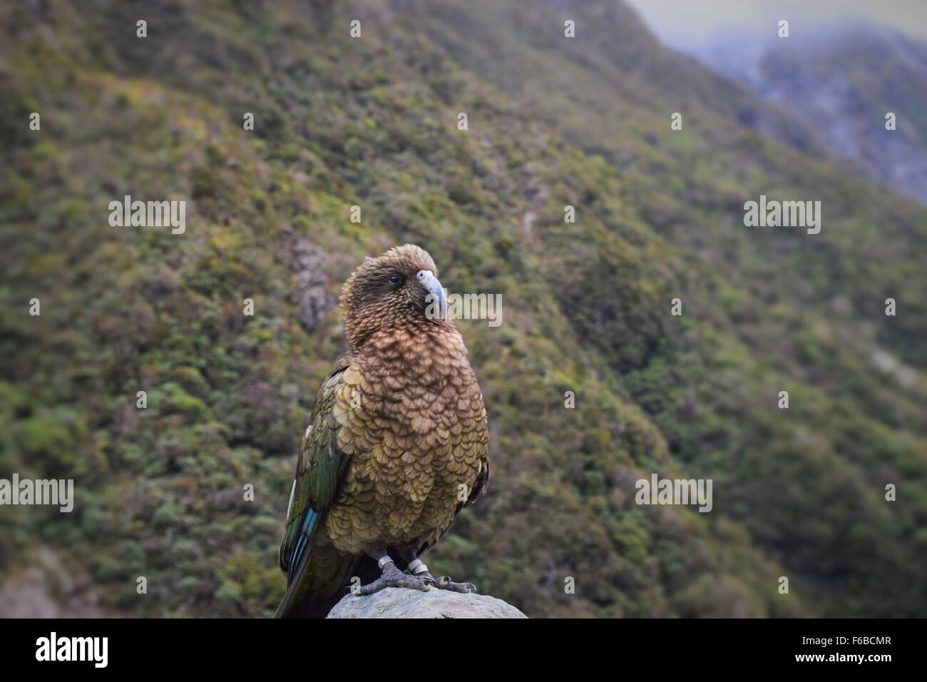 New Zealand native parrot, Kia / Kea is posing for another photo ...