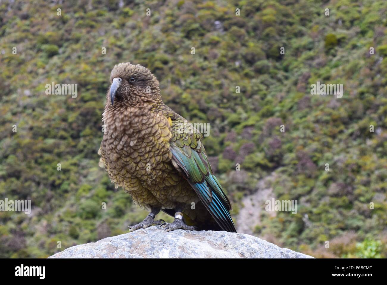 New Zealand Kia / Kea parrot posing for a photo Stock Photo - Alamy