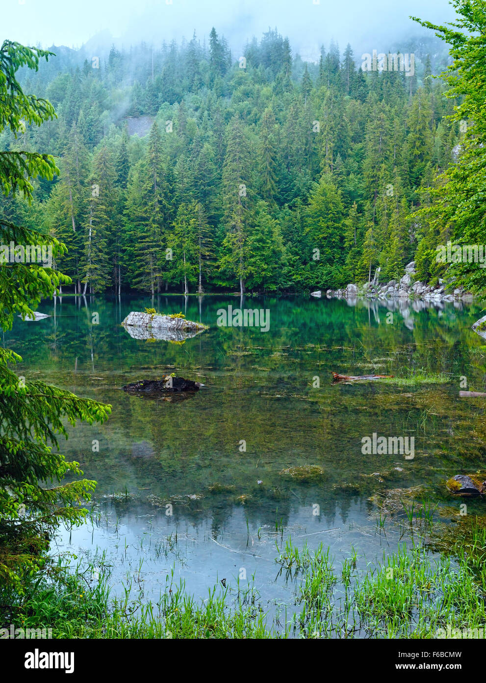 Small mountain forest lake in Franch Alps (misty summer morning Stock ...